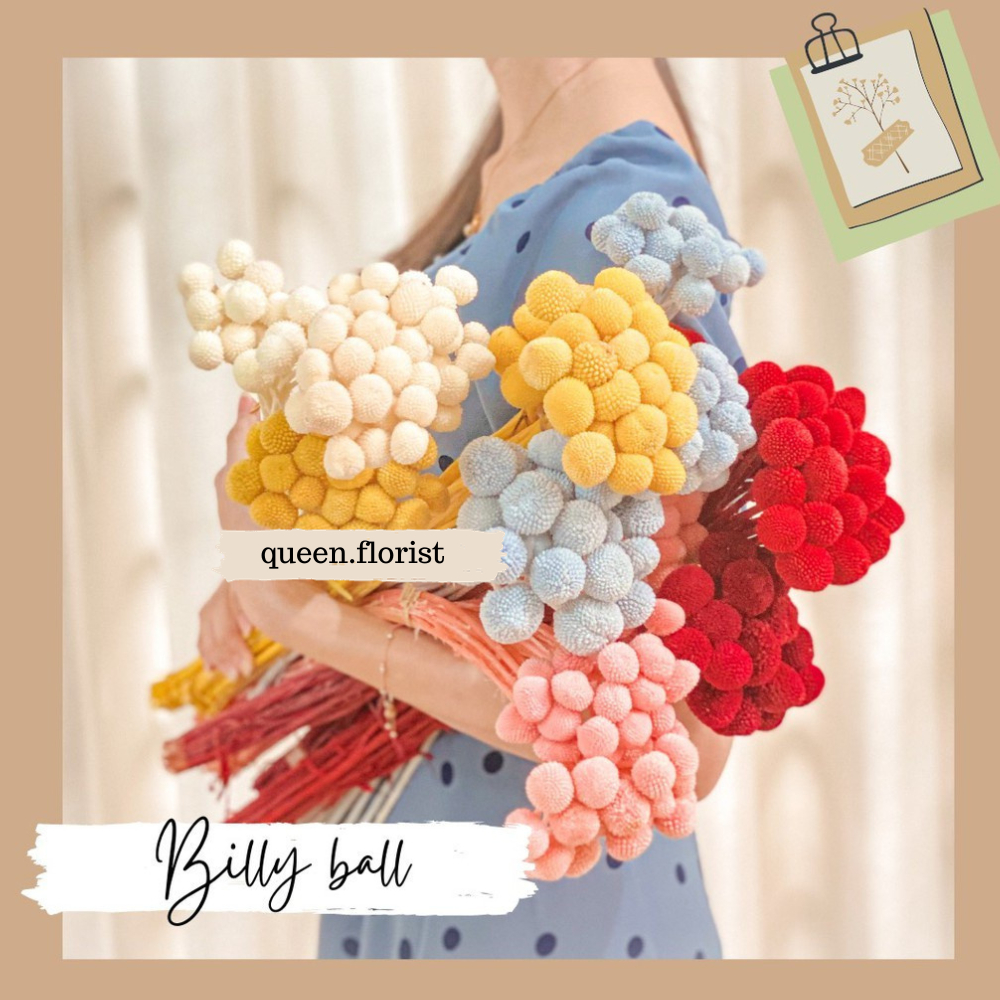 Jual Dried Flower Craspedia Billy Ball Bill Button Bunga Kering pastel ...