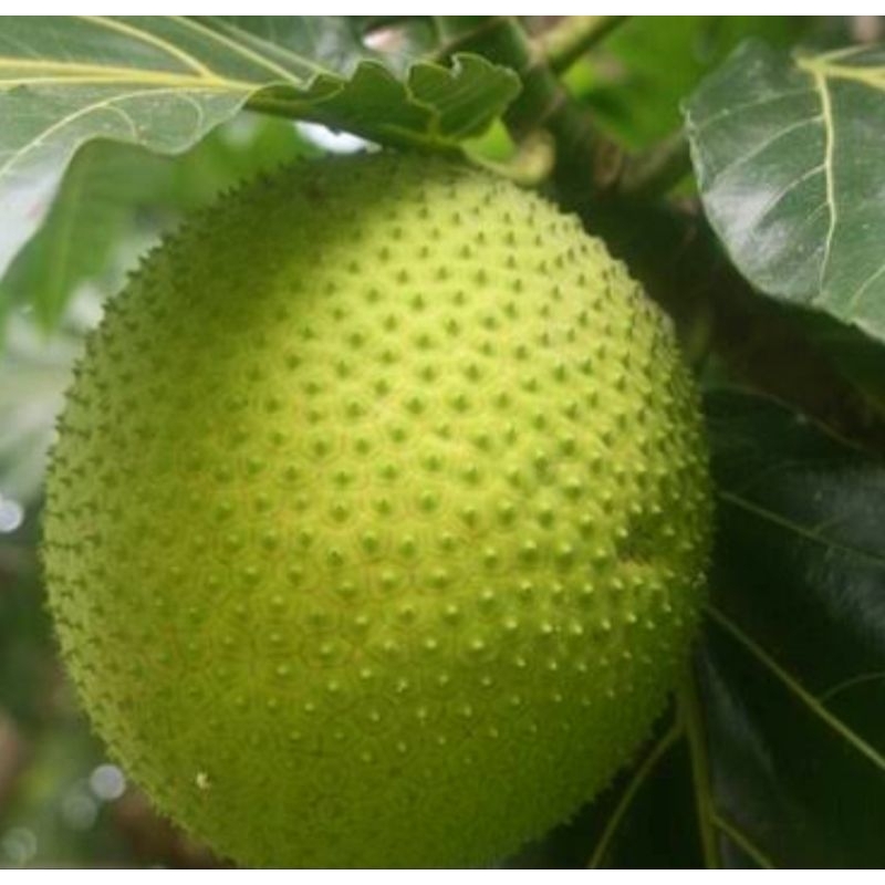 Jual Buah Sukun/ sukun | Shopee Indonesia