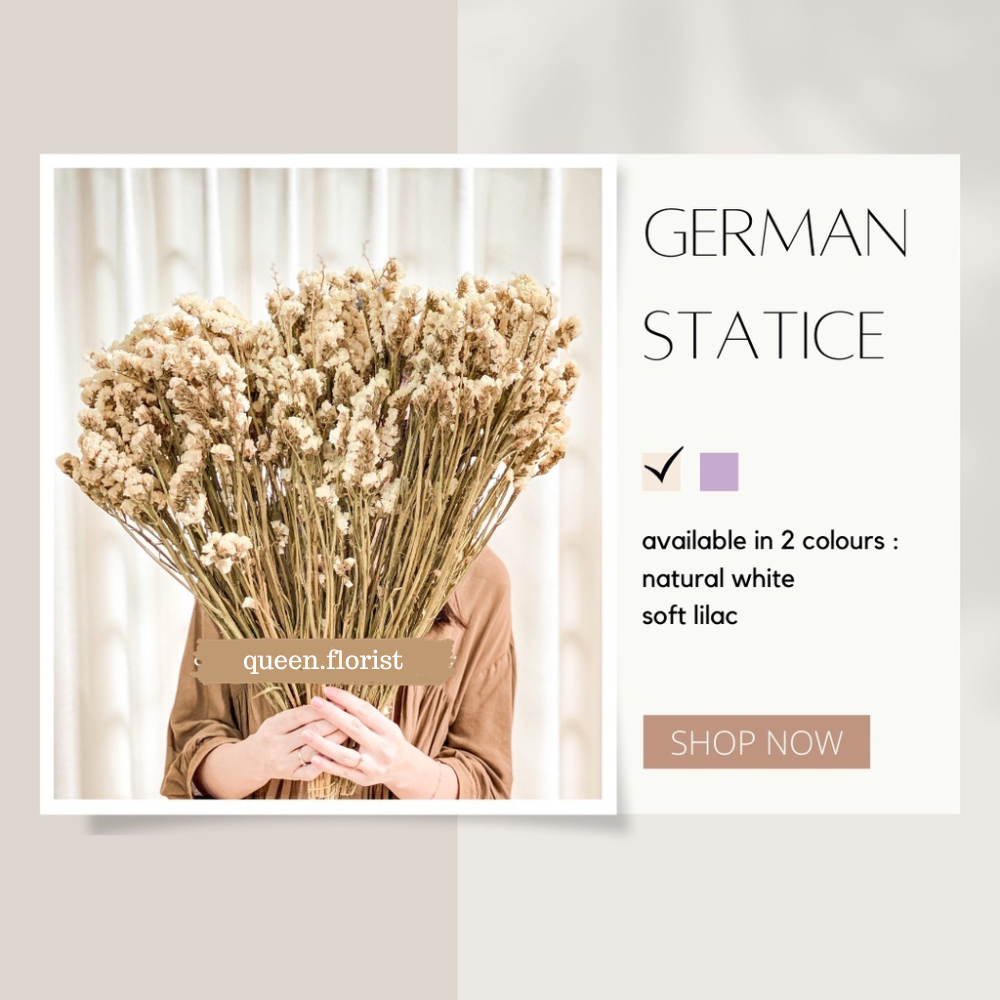 Jual GERMAN STATICE Dried Flowers bunga Kering asli white Cream dekor ...