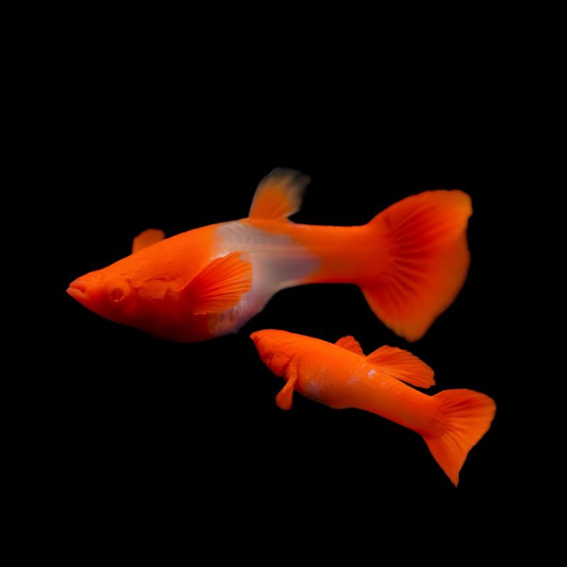 Jual Makanan Guppy Albino Koi Red Ear dan Gen Red Ear | Shopee Indonesia