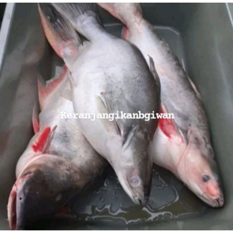 Jual Ikan patin merah segar 1kg isi 2/3 (bukan frozen) free dibersihkan ...