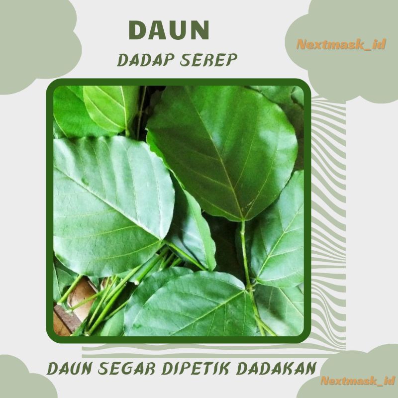 Jual DAUN DADAP SEREP / Obat Herbal / Di petik Dadakan / Perhelai ...