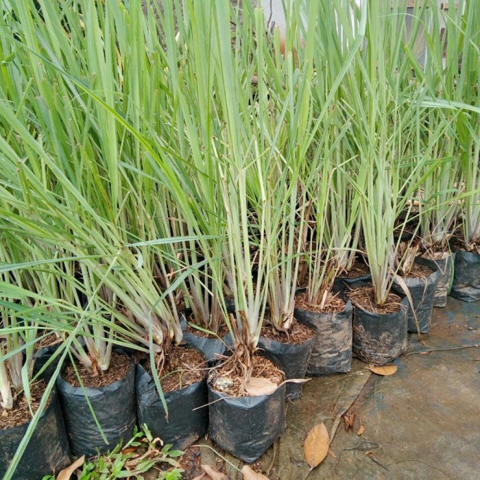 Jual Tanaman Herbal Sereh Wangi, tanaman sereh | Shopee Indonesia
