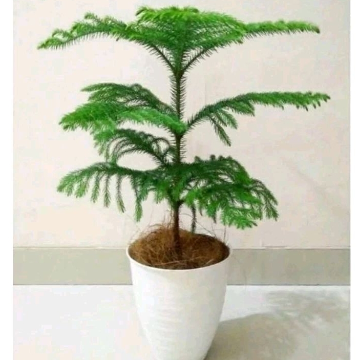 Jual TANAMAN CEMARA NORFOLK//POHON CEMARA | Shopee Indonesia