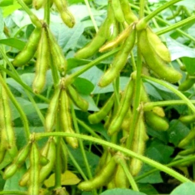 Jual 5 Benih Bibit Biji Kacang kedelai jepang/kacang kedelai edamame ...
