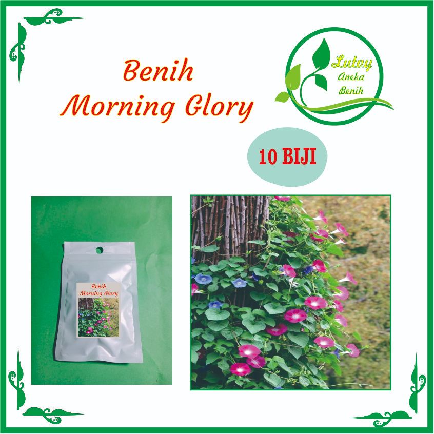 Jual BENIH BUNGA MORNING GLORY ISI 10 BIJI | Shopee Indonesia