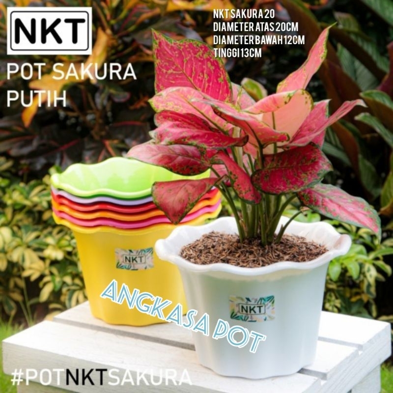 Jual NKT SAKURA 20 Pot NKT Pot bunga plastik Pot model bunga Pot cantik | Shopee Indonesia