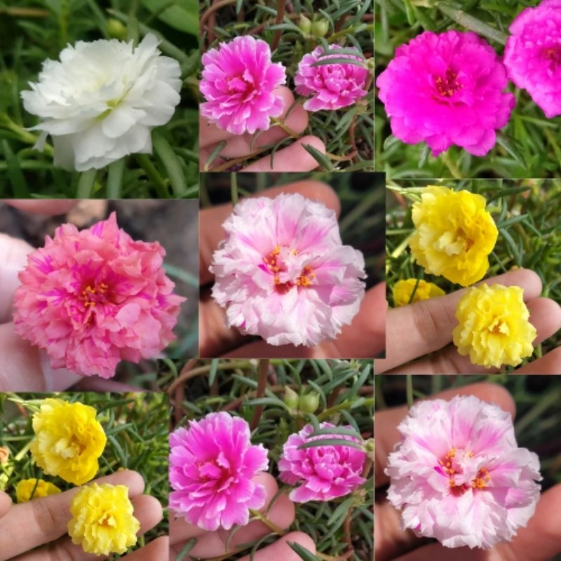 Jual stek bunga sutra / krokot stek batang minimal order 15rb | Shopee ...