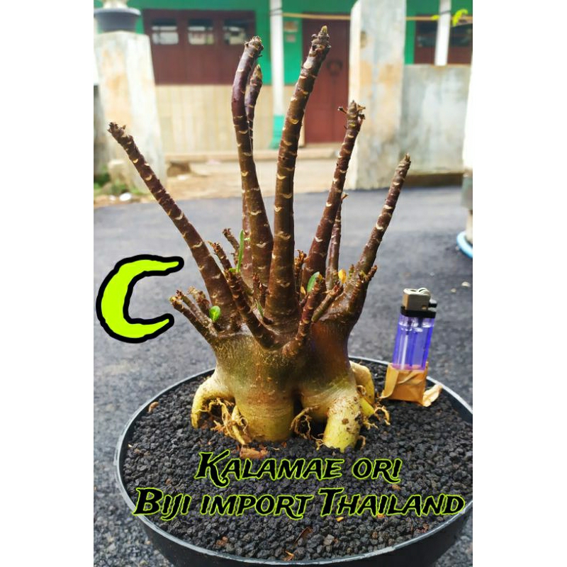 Jual KALAMAE | ARABICUM IMPORT | BLACK SKIN | ADENIUM IMPORT | BONSAI ...