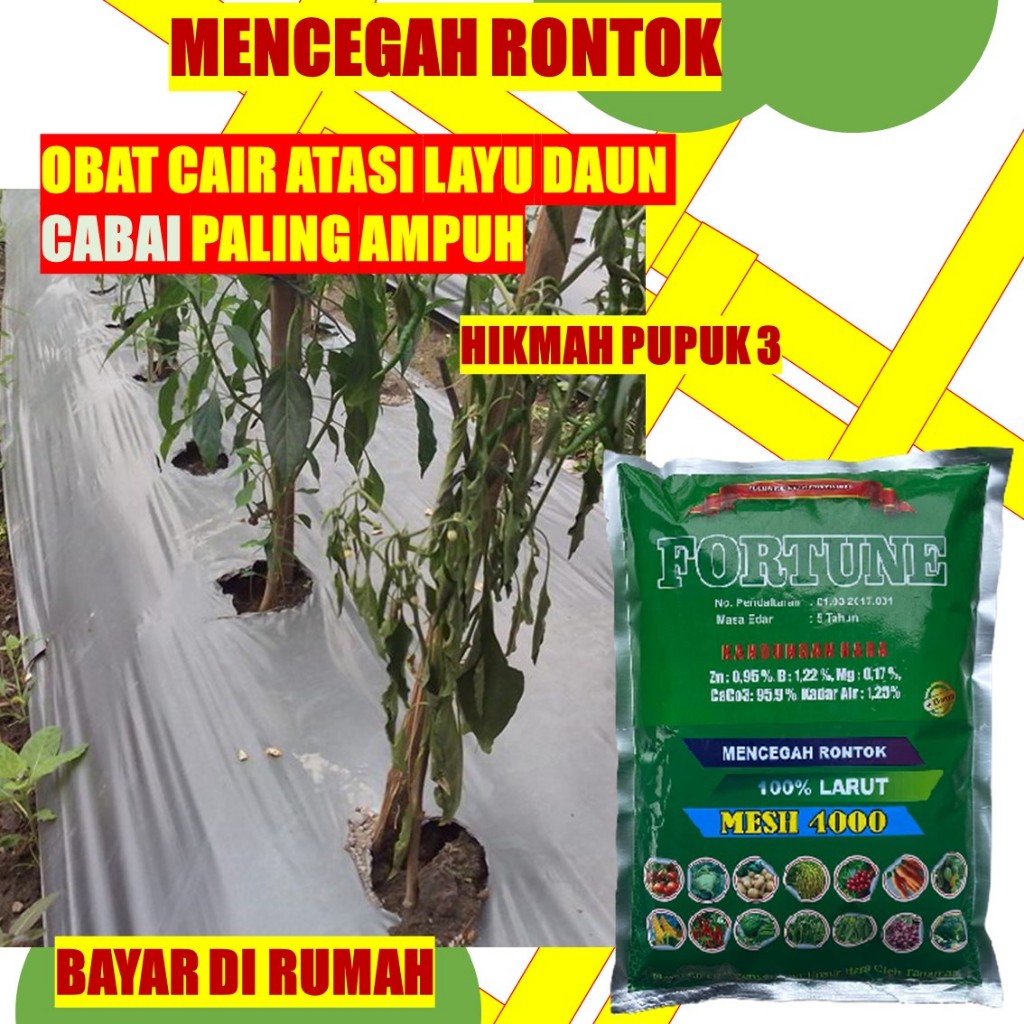 Jual OBAT LAYU TANAMAN CABAI DAUN KERITING PALING LARIS FORTUNE 1 KG ...