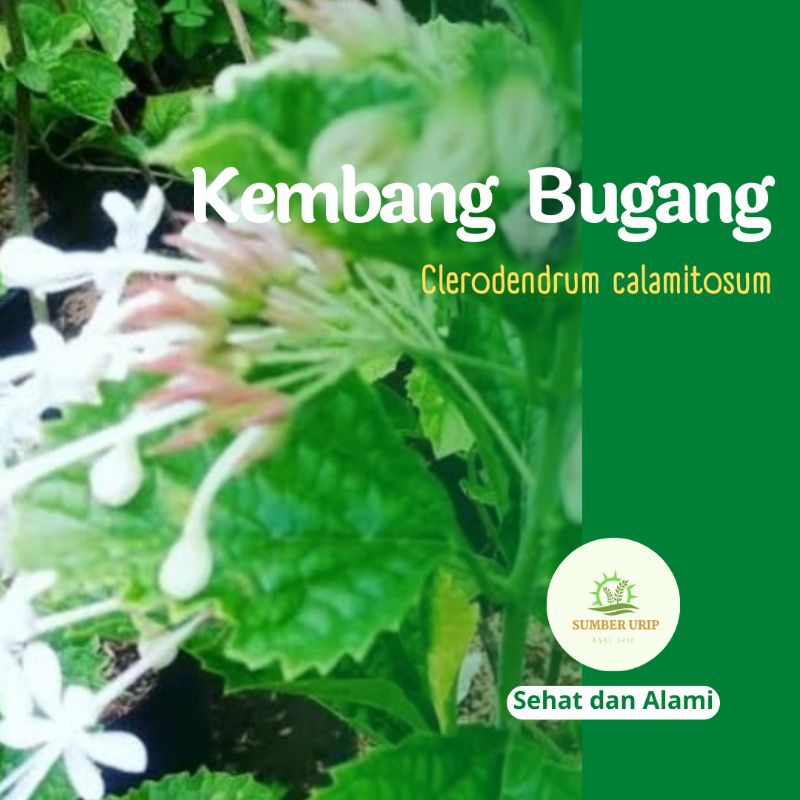 Jual Bibit Kembang Bugang Tanaman yang mirip Keji Beling | Shopee Indonesia