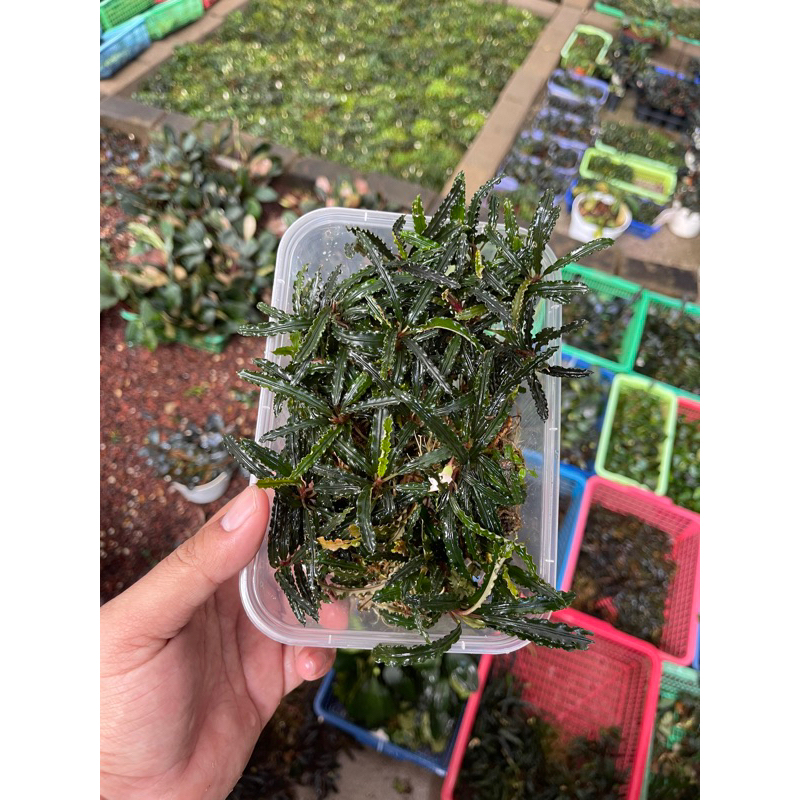 Jual bucephalandra velvet | Shopee Indonesia