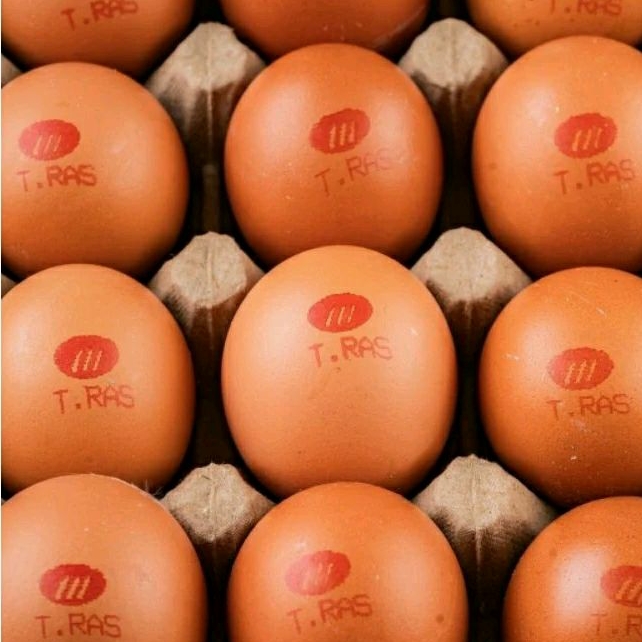 Jual telur ayam ras/eropa biasa (10 btr size XL) | Shopee Indonesia