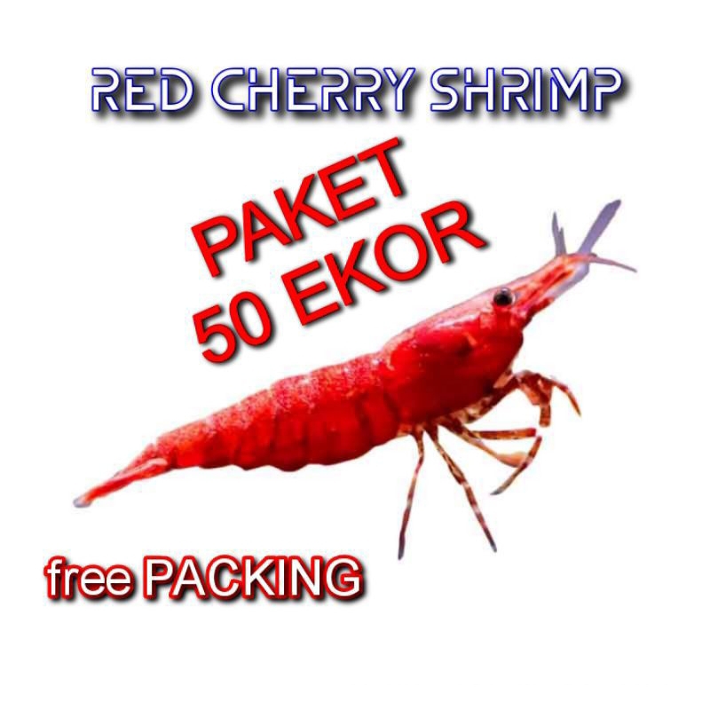 Jual paket udang hias aquascape red Cherry shrimp 50 ekorr | Shopee ...