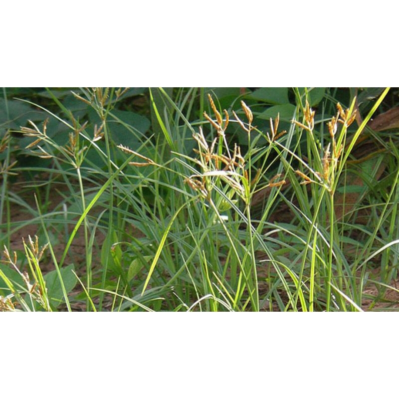 Jual rumput teki 500g segar+ubi murah | Shopee Indonesia