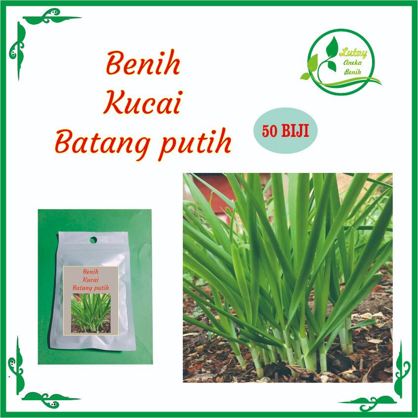 Jual BENIH KUCAI / PUCAI BATANG PUTIH ISI 50 BIJI | Shopee Indonesia