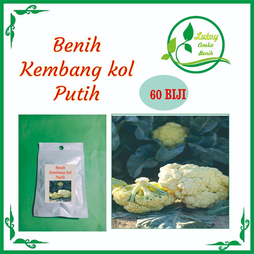 Jual BENIH KEMBANG KOL PUTIH ISI 60 BIJI | Shopee Indonesia