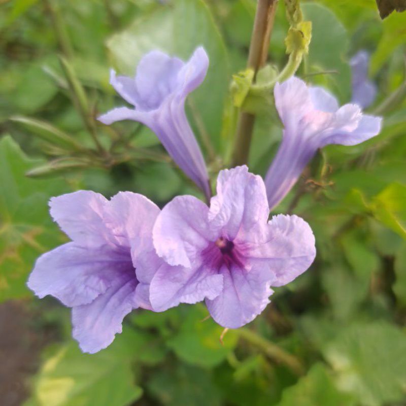 Jual biji benih bunga kencana ungu wungu pletekan 20pcs | Shopee Indonesia