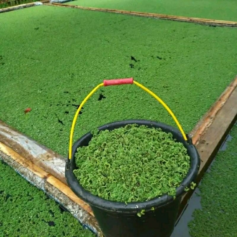 Jual Bibit Azolla microphylla 1 kg | Shopee Indonesia
