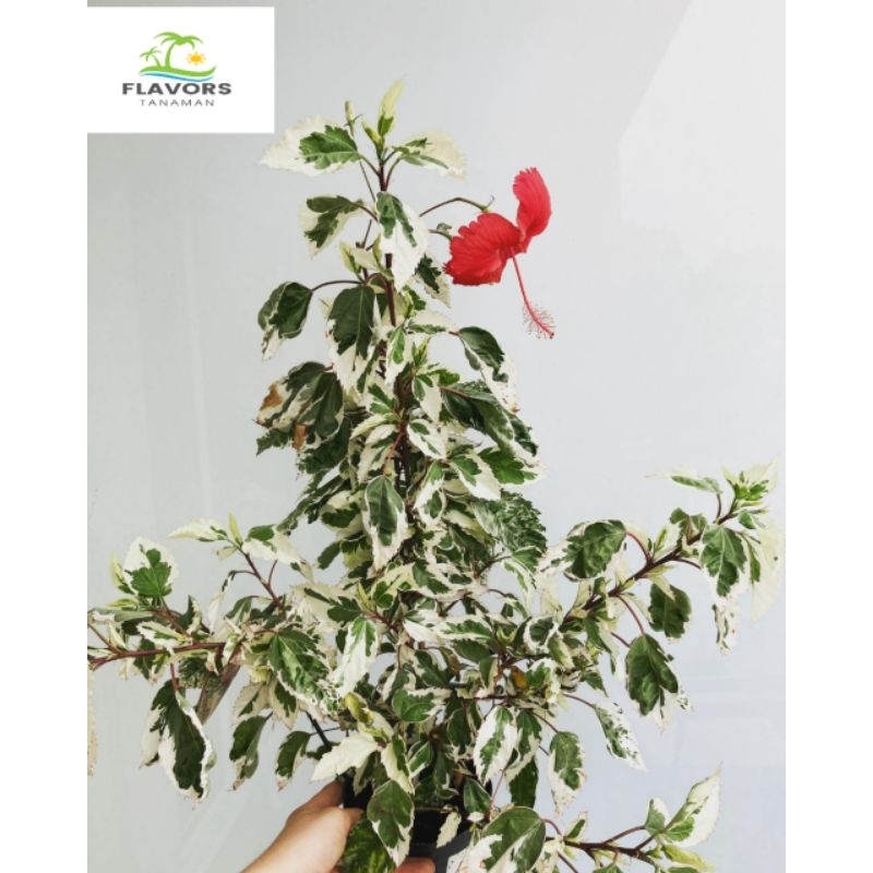 Jual TANAMAN HIAS HIBISCUS KEMBANG SEPATU VARIEGATA // BUNGA MERAH ...