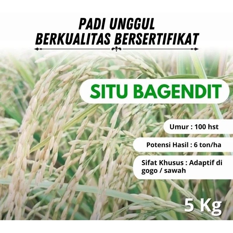 Jual Benih padi Situbagendit Situ bagendit berkualitas sertifikat 5kg | Shopee Indonesia