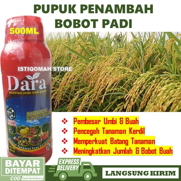Jual Pupuk Padi Berbobot DARA isi 500ML Pupuk Booster Buah Penambah Bobot Padi menjadi Berat ...