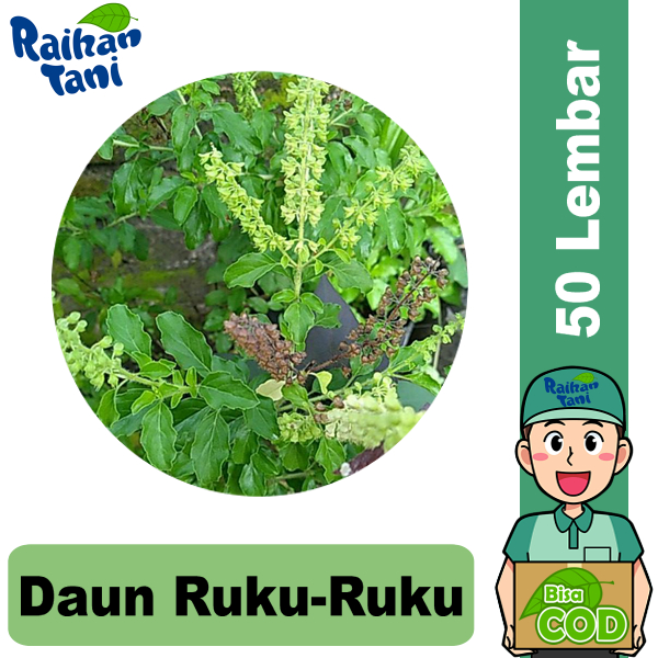 Jual Daun Ruku-Ruku Per 50 Lembar | Shopee Indonesia