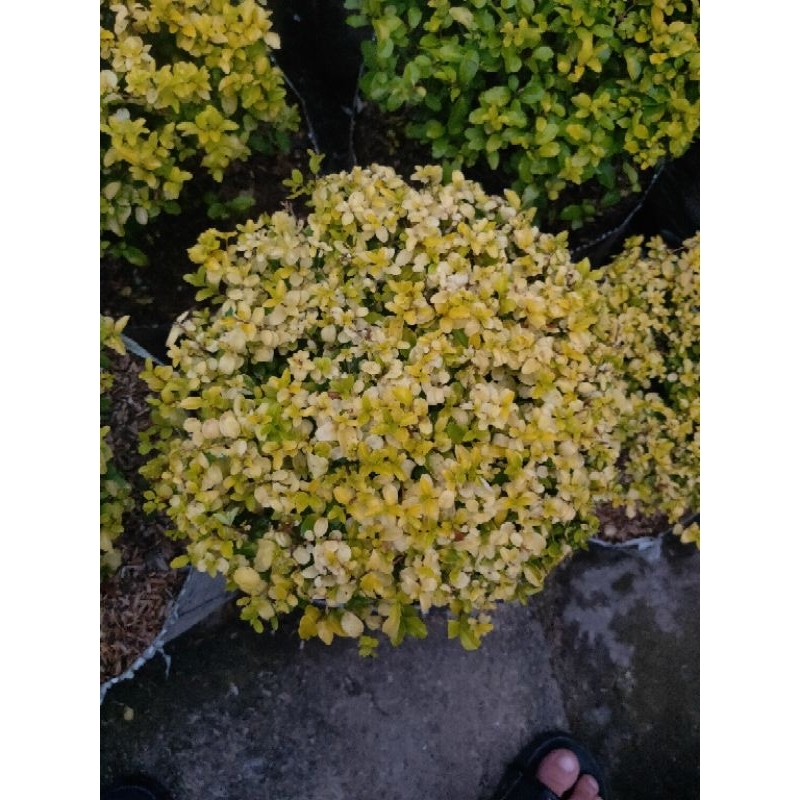 Jual jenis jenis bonsai legistrum sudah jadi bonsai | Shopee Indonesia