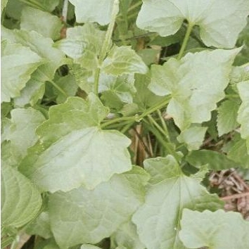 Jual daun sembung rambat/balakacida segar 500gram | Shopee Indonesia