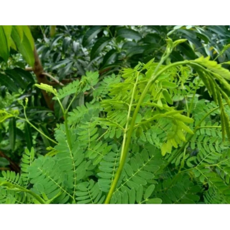 Jual daun lamtoro / Dau Pete cina segar organik 1kg | Shopee Indonesia