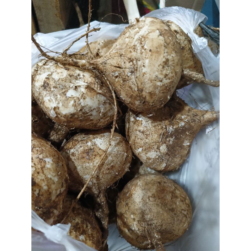 Jual BENGKOANG 500gr | Shopee Indonesia