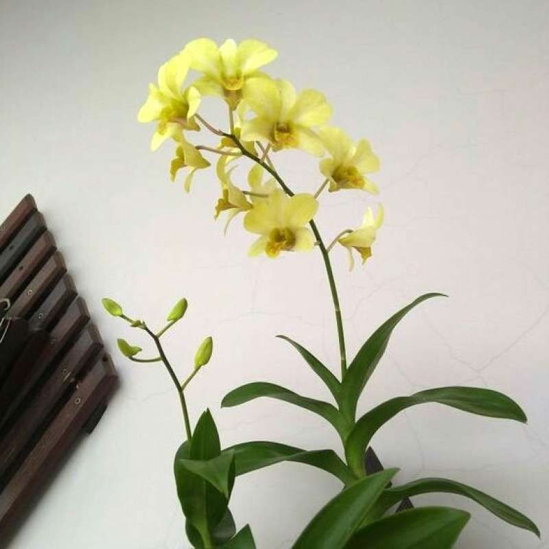 Jual tanaman hias bunga anggrek dendrobium kuning | Shopee Indonesia