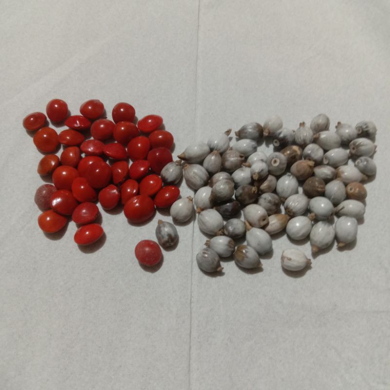 Jual Biji Saga Merah Dan Biji Jali Jali | Biji Bijian | Shopee Indonesia