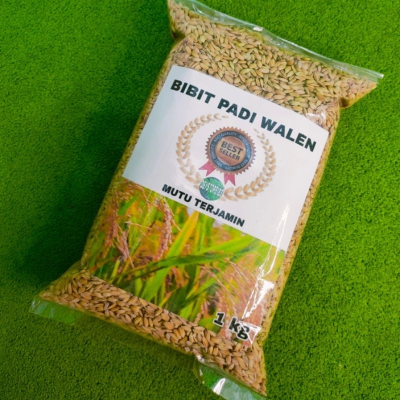 Jual Bibit padi cepat panen / benih padi walen / bibit padi unggul ...