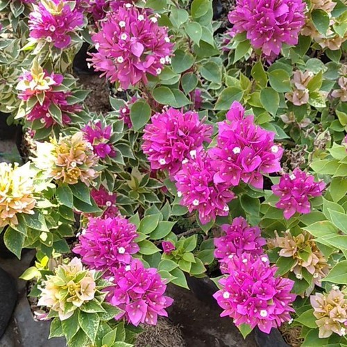 Jual Bibit Bunga Bonsai Bugenvil Bougenville Singapore Orian Rimbun ...