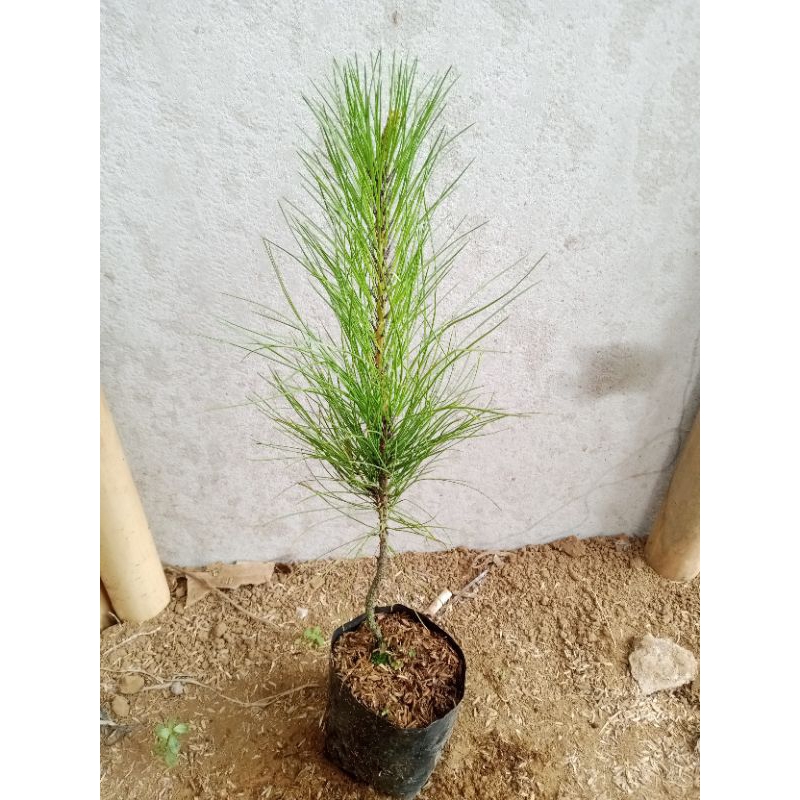 Jual bibit tanaman pohon pinus hias merkusi | Shopee Indonesia
