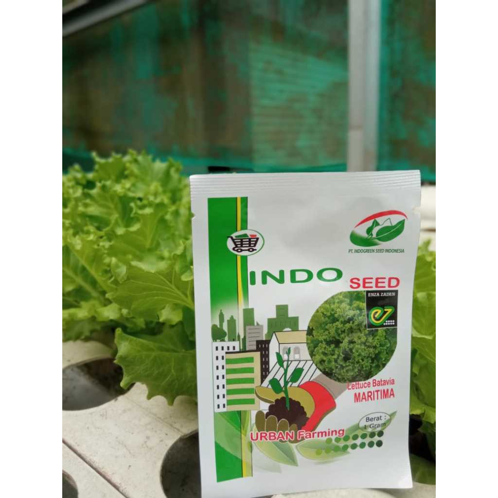 Jual Benih Selada lettuce Batavia Maritima Enza Zaden indo seed 1 gram ...