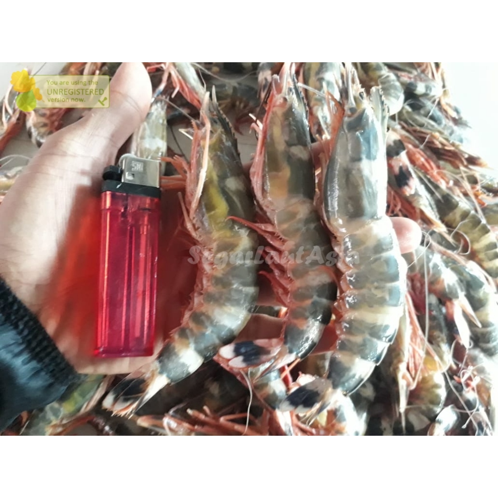 Jual Udang Windu Laut Udang Loreng Udang Segar 1Kg | Shopee Indonesia