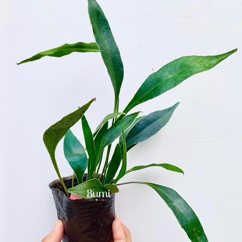 Jual Microsorum siamensis blue ferns biru thailandicum - Bumi Fern ...