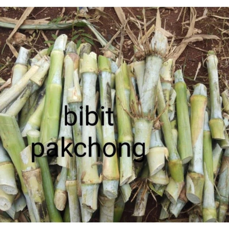 Jual Bibit Rumput Pakchong Super Asli Thailand (1 kg isi 20 stek ...