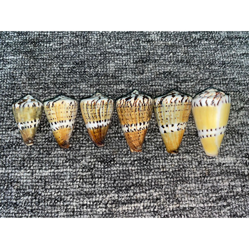 Jual Kerang Conus capitaneus | Shopee Indonesia