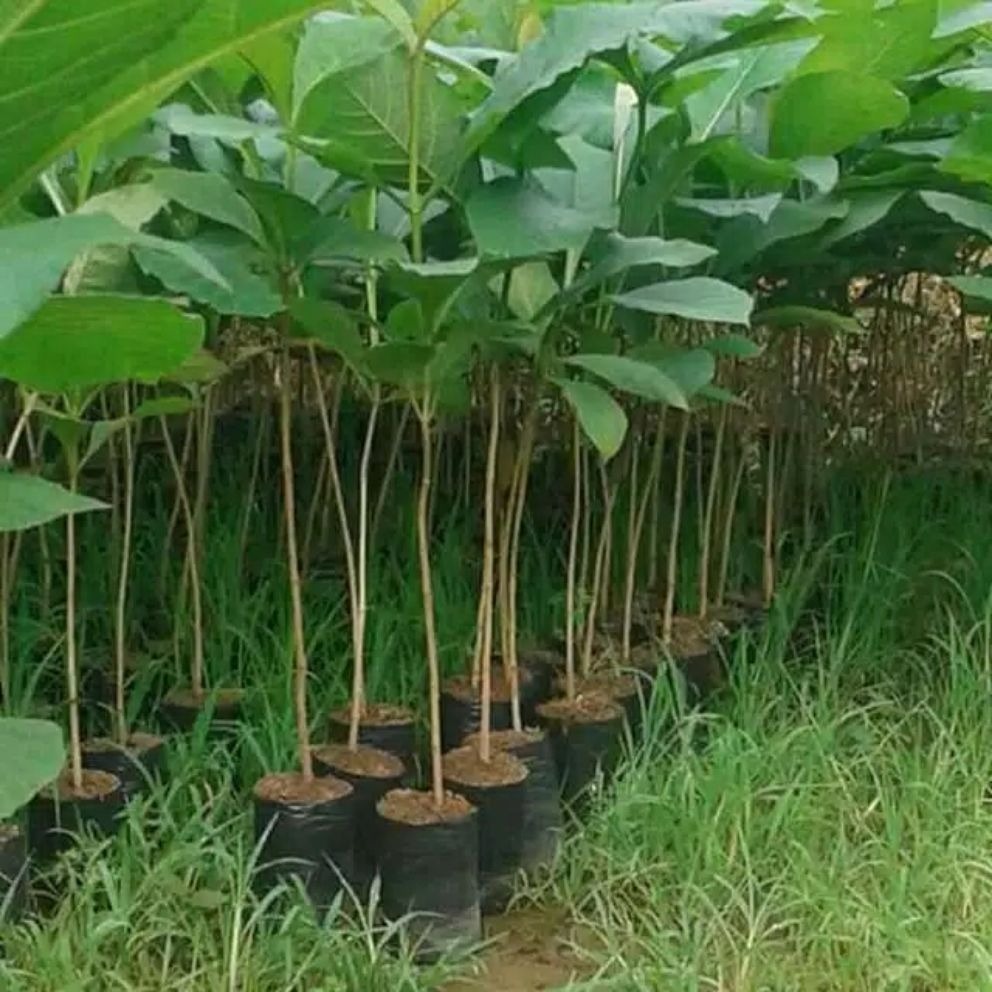 Jual BIBIT TANAMAN KAYU JATI EMAS( BELI 10 GRATIS 1+PUPUK) | Shopee ...