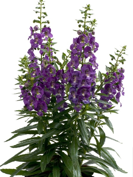 Jual Tanaman Bunga Lavender Angelonia / Tanaman Lavender Hias Angelonia ...