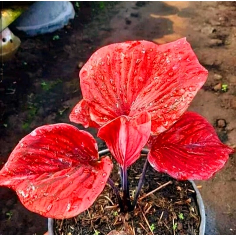 Jual Caladium Nagoya Keladi Hias Nagoya Tanaman Hias Keladi Murah ...