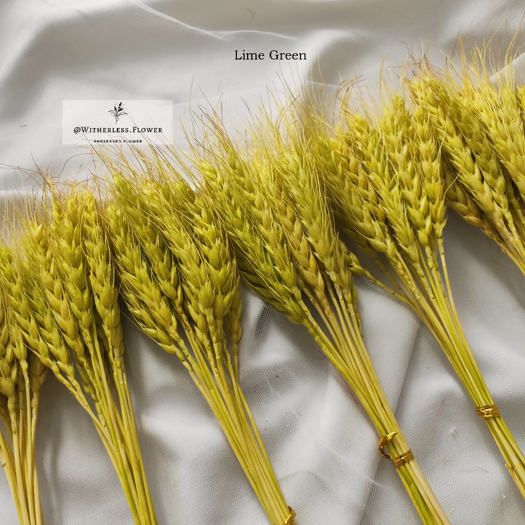 Jual 15 Tangkai Dried Wheat Flower Gandum / Dried Flower / Bunga Kering ...