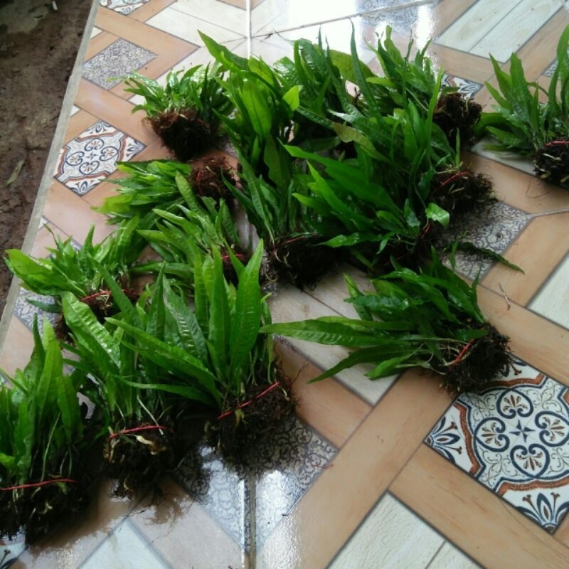 Jual Kadaka mini tanaman Aquascape | Shopee Indonesia