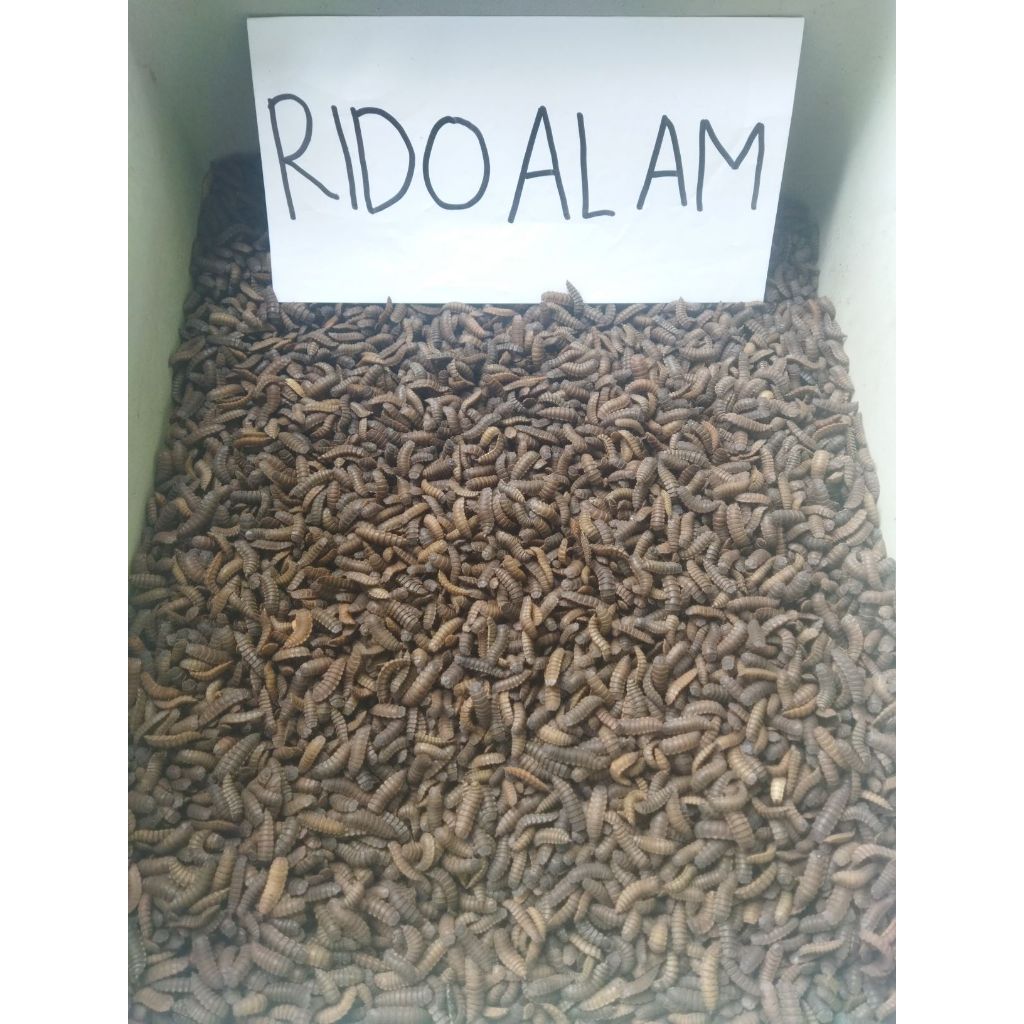 Jual Prepupa Pupa Maggot BSF bibit lalat bsf 1kg | Shopee Indonesia