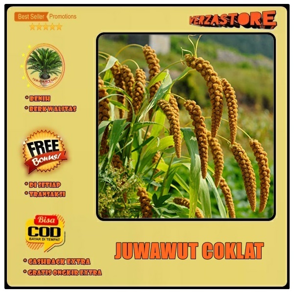 Jual biji benih juwawut jawawut jewawut coklat / 100 biji | Shopee ...