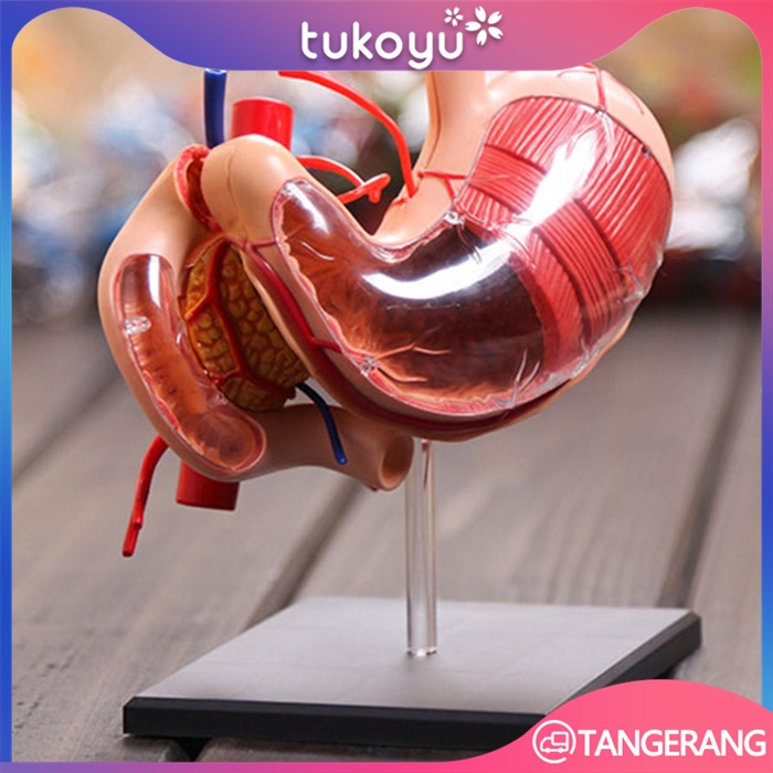 Jual Alat Peraga Model Anatomi Perut/Alat Peraga Pendidikan Perut ...