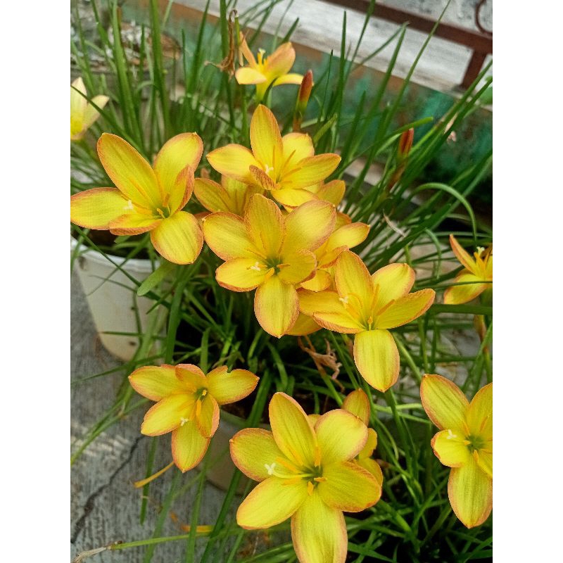 Jual Rainlily King Ransom | Shopee Indonesia
